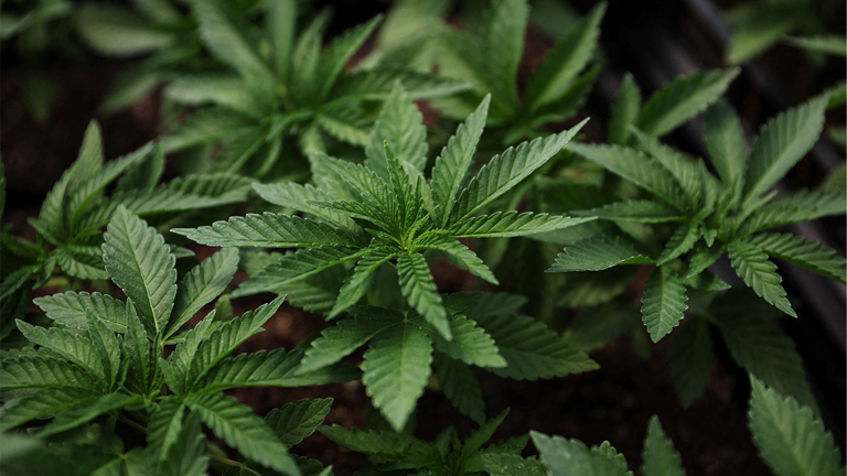 Trump again says he is considering reclassifying marijuana as less ...