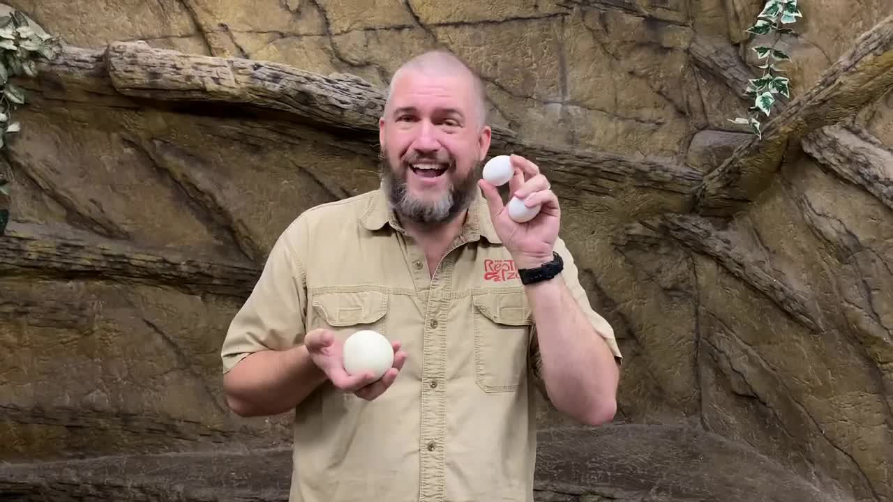 python eggs versus chicken eggs: reptile egg facts