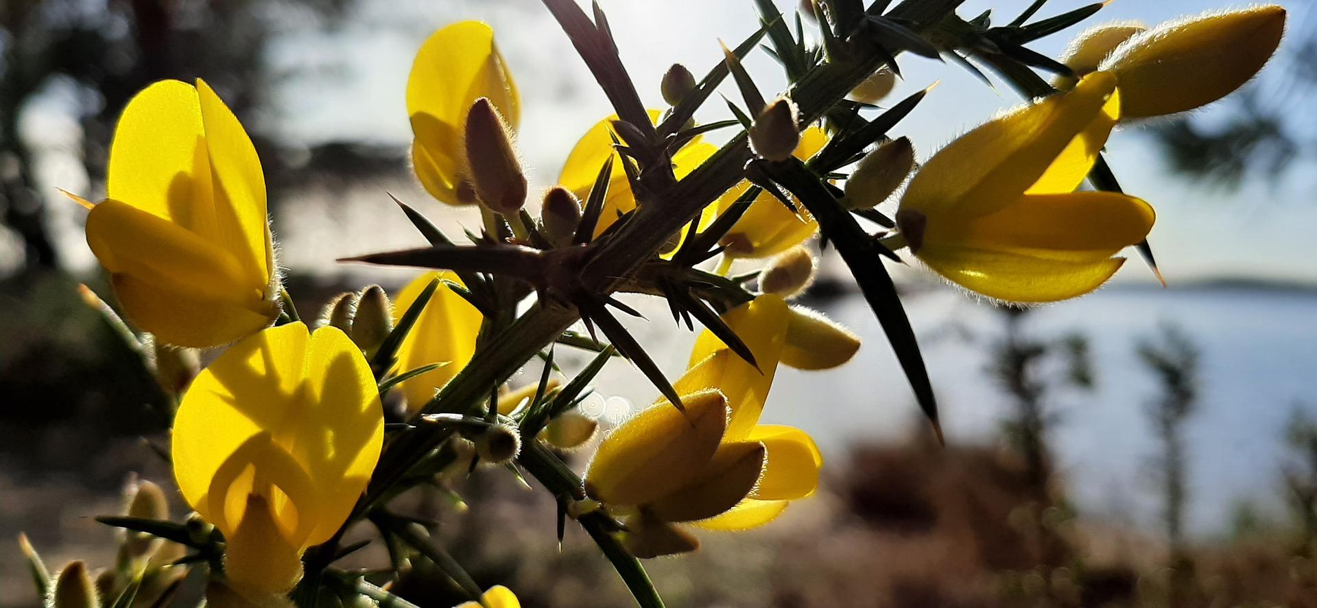 Planta de toxo: características, cuidados, usos y curiosidades