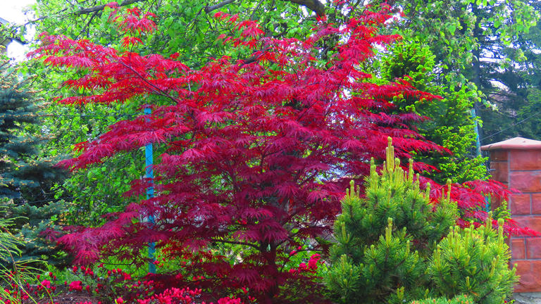 Stop buying cheap garden soil and tools: An expert shares where to splurge