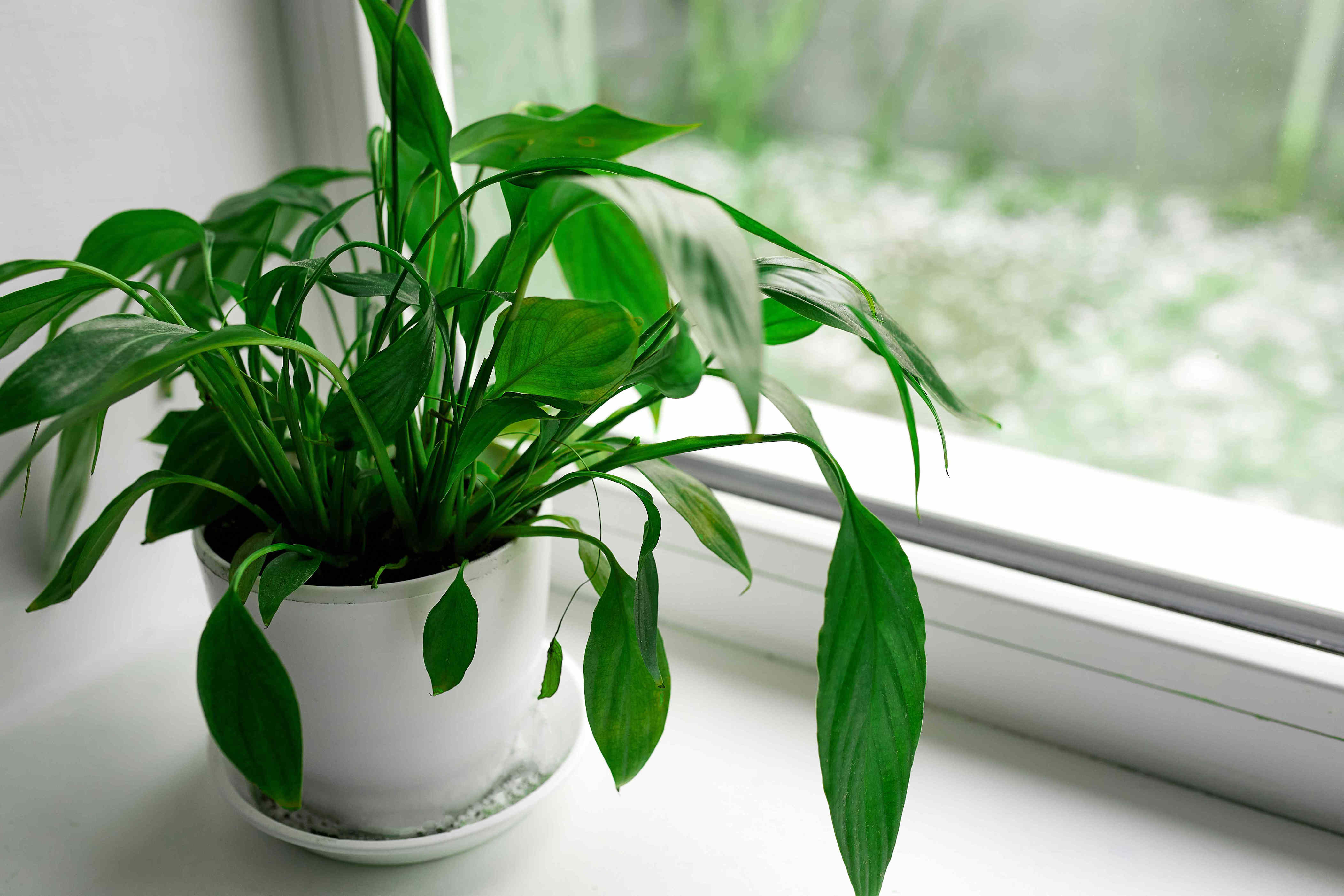 7 Reasons Your Peace Lily Is Drooping, Plus How to Perk Up Your Plant Again