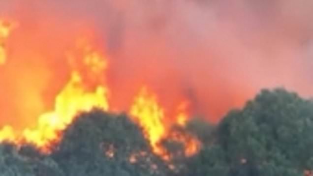 Massive fire ravages through Holt Heath near Bournemouth