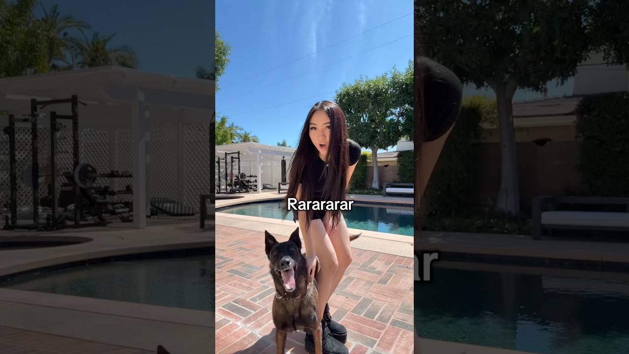 How I Play with My Little Purse Dog Every Day