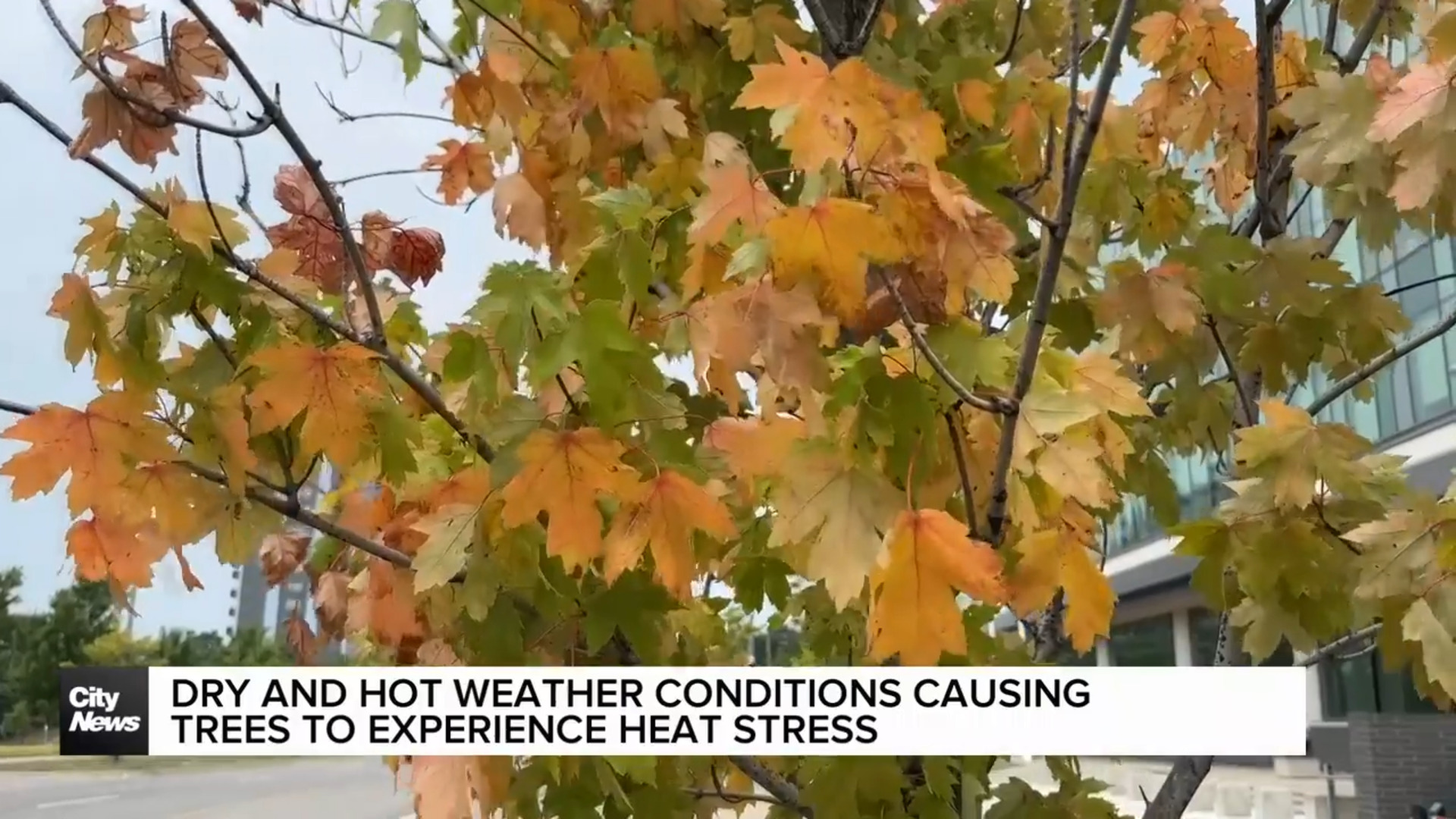 Hot and dry weather conditions causing trees to experience heat stress