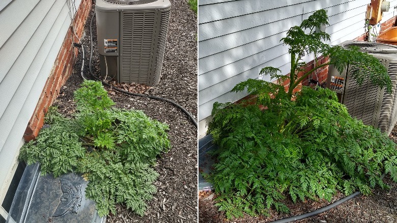 How To Recognize And Remove Poison Hemlock From Your Yard