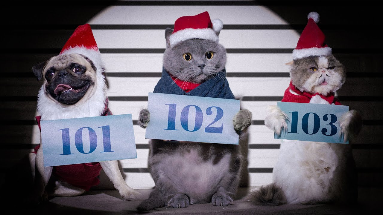 Watch a musical cat play a concert for some stray dogs
