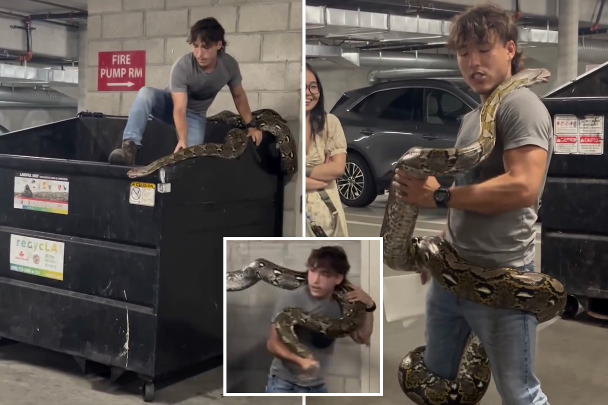 Wild moment reptile wrangler casually captures 20-foot python from Los ...
