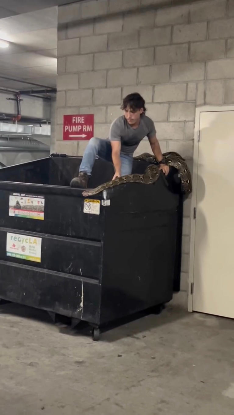 Wild moment reptile wrangler casually captures 20-foot python from Los ...