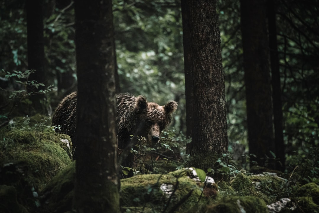 Which animals are most afraid of humans?