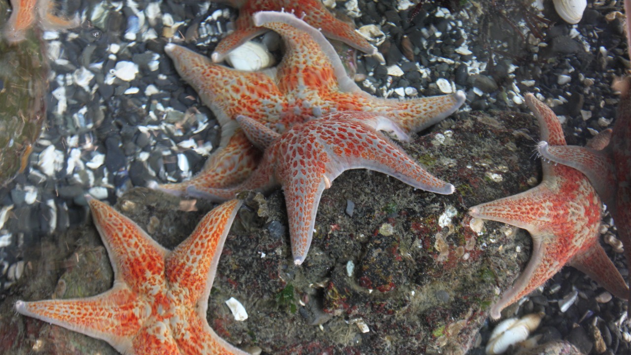 Scientists say they have solved the mystery of what killed more than 5 billion sea stars