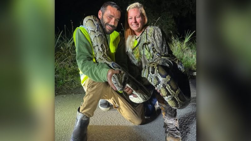 Florida man removes 87 Burmese pythons from Everglades, takes home ...