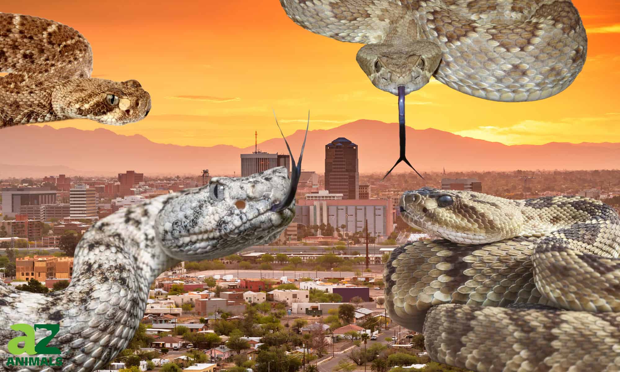 A Complete List of Venomous Snakes in the United States