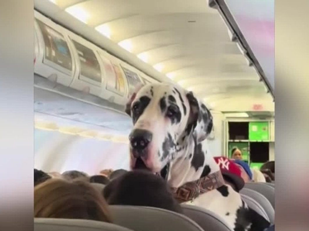 Dog on plane delights the internet