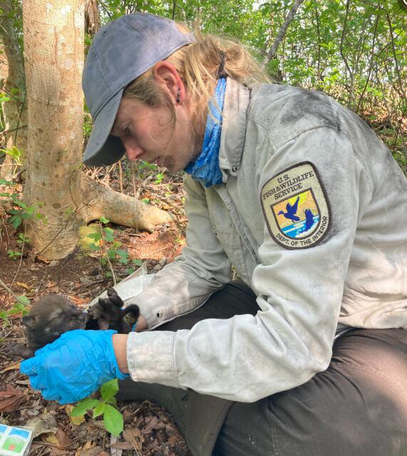 Artists promote wild Red Wolf conservation through musical performance