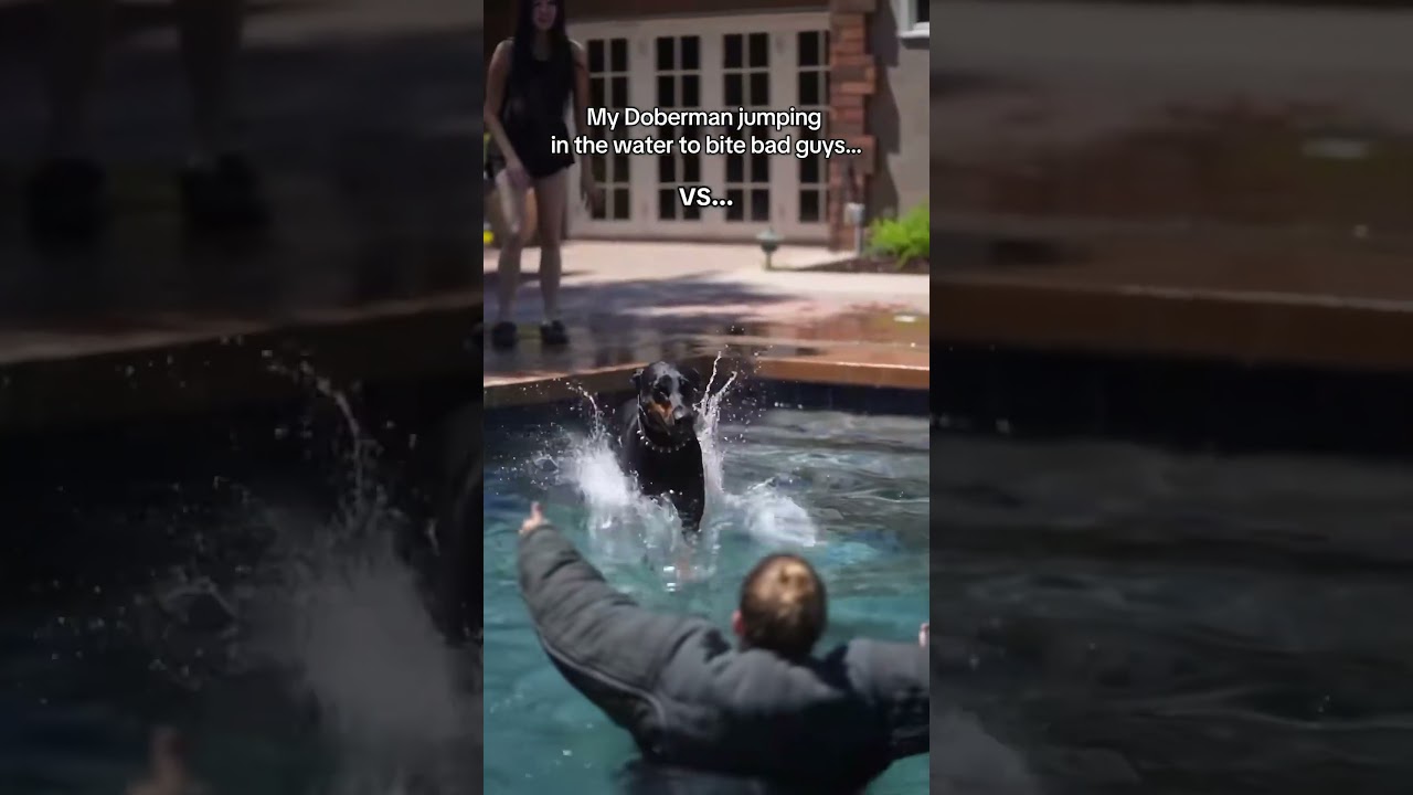 Two athletic dogs perform very different amazing pool jumps