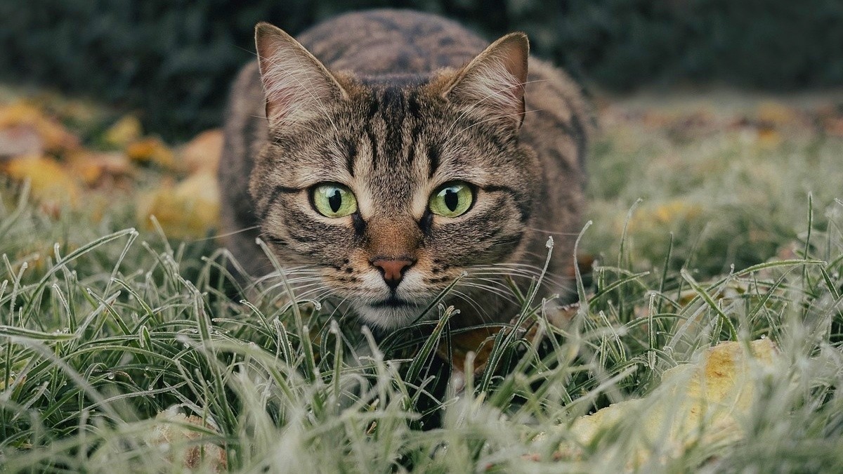What's going through your cat's mind? here's what experts say