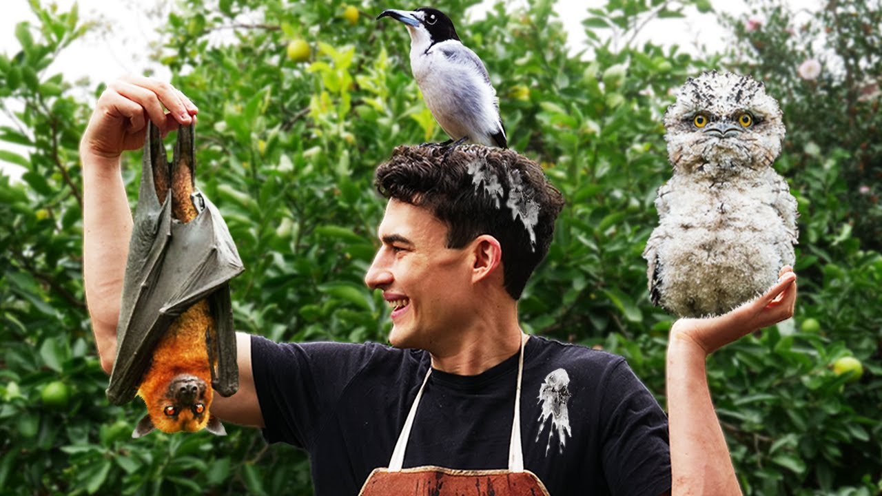 Ranking the Weird Aussie Animals In My Yard!