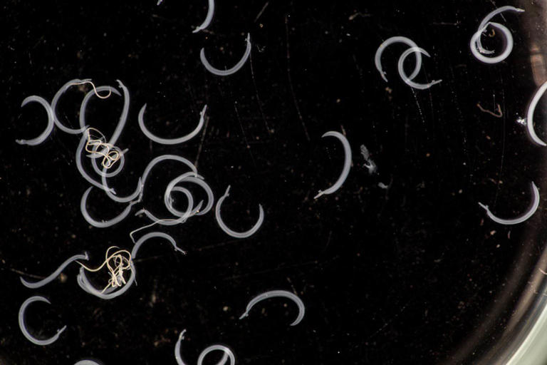 These Terrifying Parasites Feed on Humans