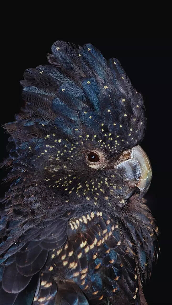 10 Stunning Black-Coloured Birds You Can Spot in India