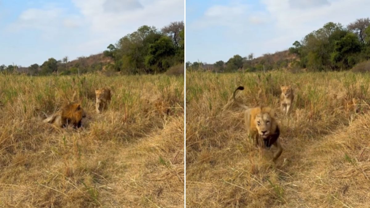 Wildlife photographer shares hilarious video of lion ‘dodging ...