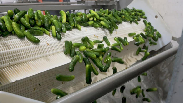 Sour news for pickle lovers: Bick's pickles no longer stocked at some ...