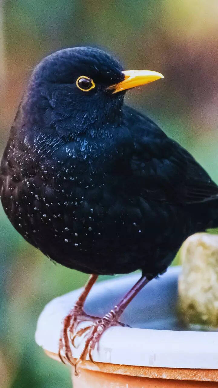 10 Stunning Black-Coloured Birds You Can Spot in India