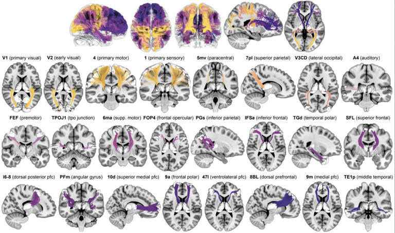 More than a simple relay station: Thalamus may guide timing of brain ...