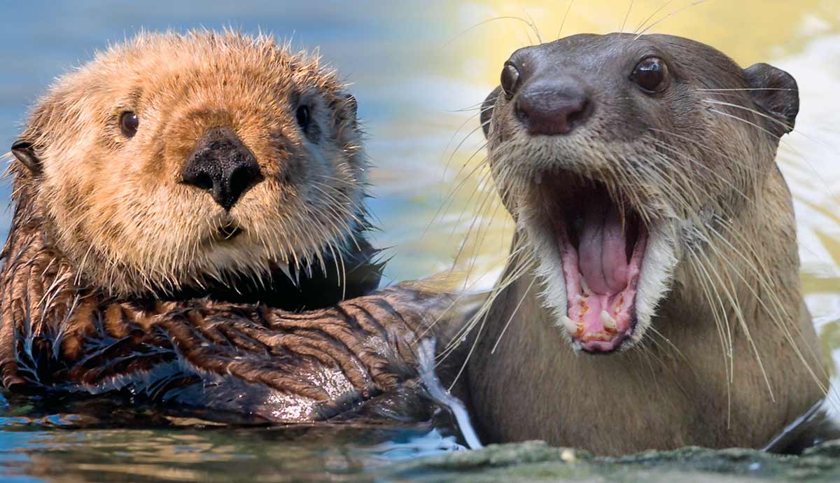 Sea Otter vs. River Otter: What’s the Difference?