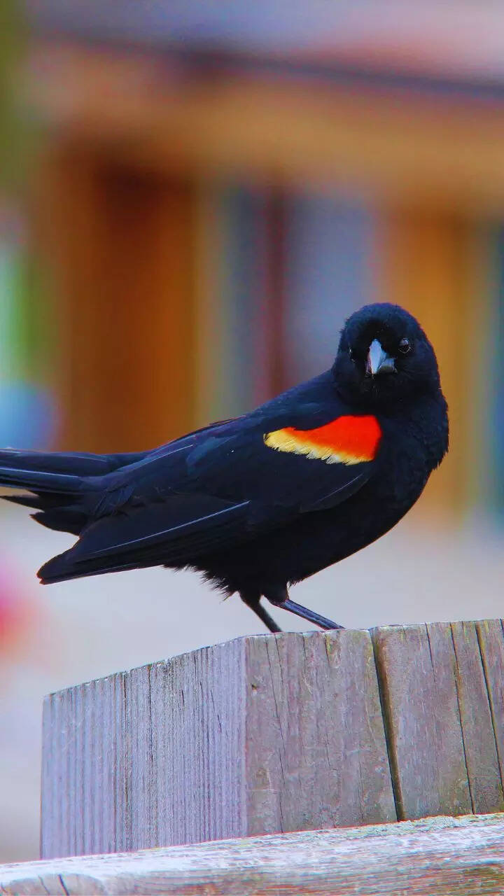 10 Stunning Black-Coloured Birds You Can Spot in India
