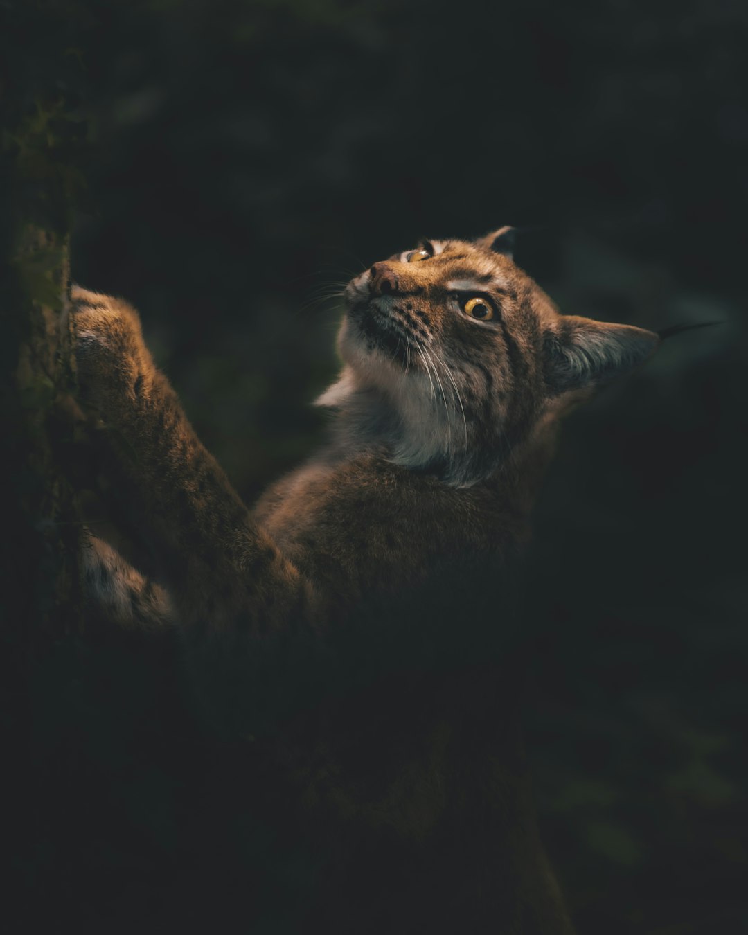 Which animals are most afraid of humans?