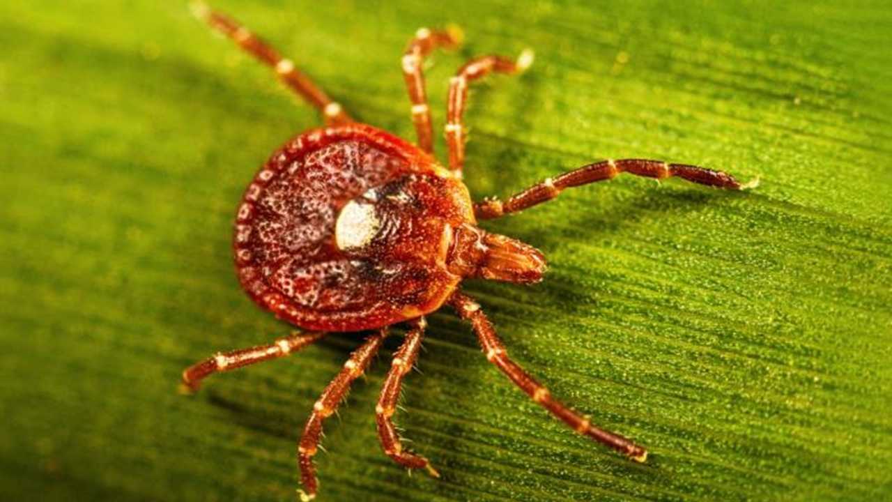Tick Bites Can Spark Dangerous Alpha-Gal Syndrome
