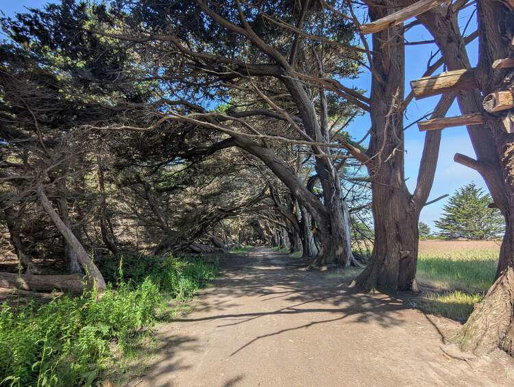 'Grown men cried': Wavecrest is the best Bay Area hike you may not know