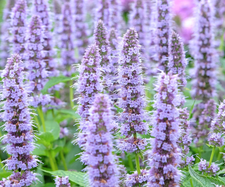 11 low-maintenance purple flowers that bloom throughout summer