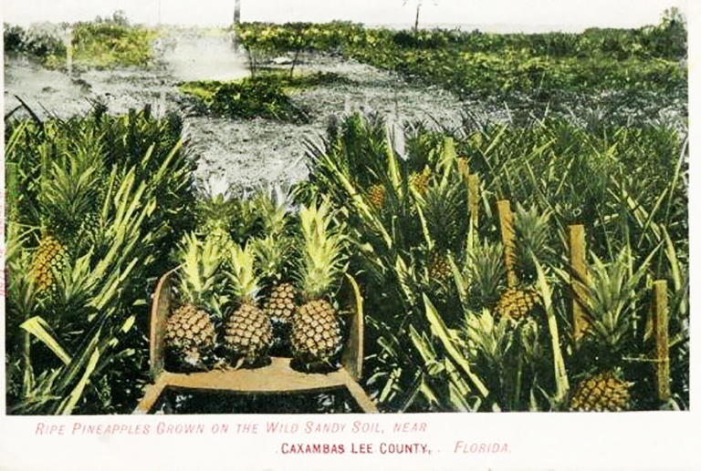 From the Archives: ‘Southwest Florida’s Pineapple Boom’ from Fort Myers ...