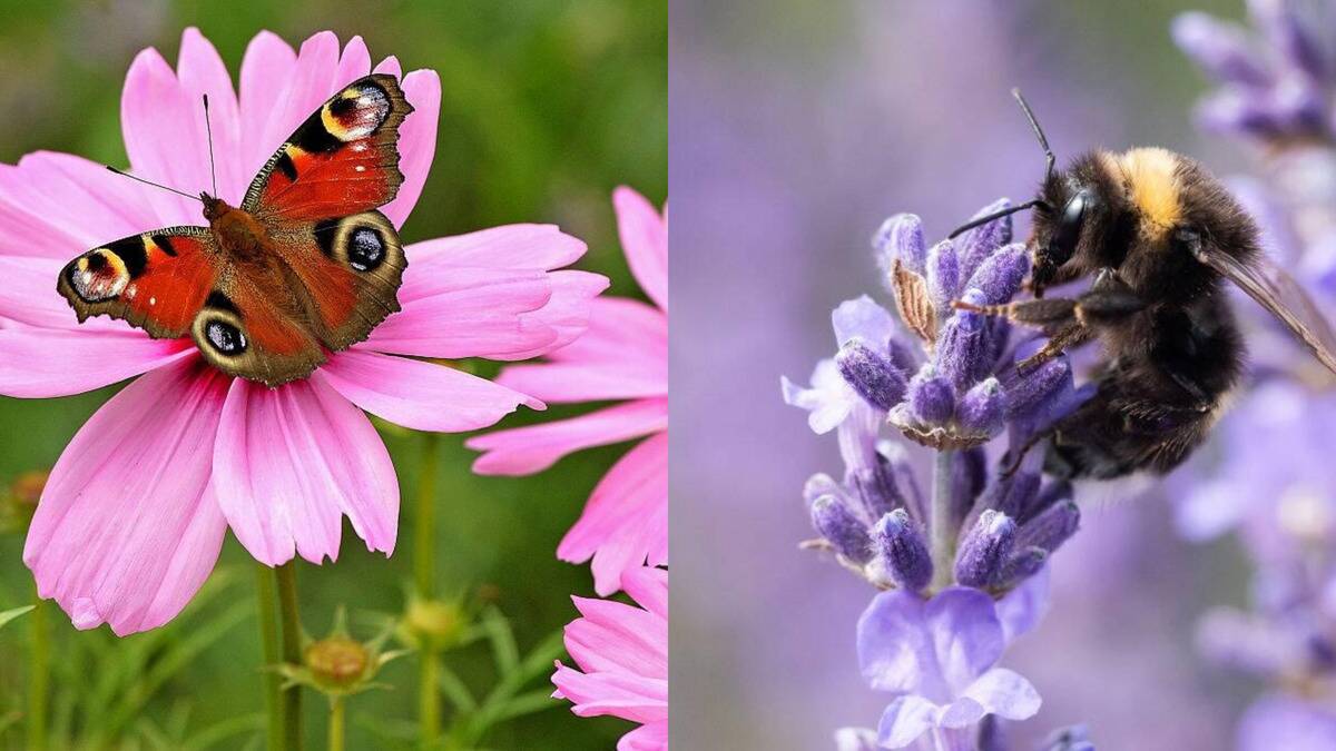 Long-Lasting Flowers To Add Beauty To Your Garden