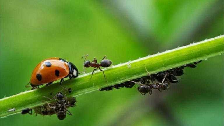 Cómo ahuyentar y eliminar plagas e insectos de las plantas: guía ...