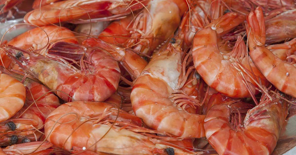 Research Discovers Cocaine in Every Single Shrimp Tested in Nation's ...