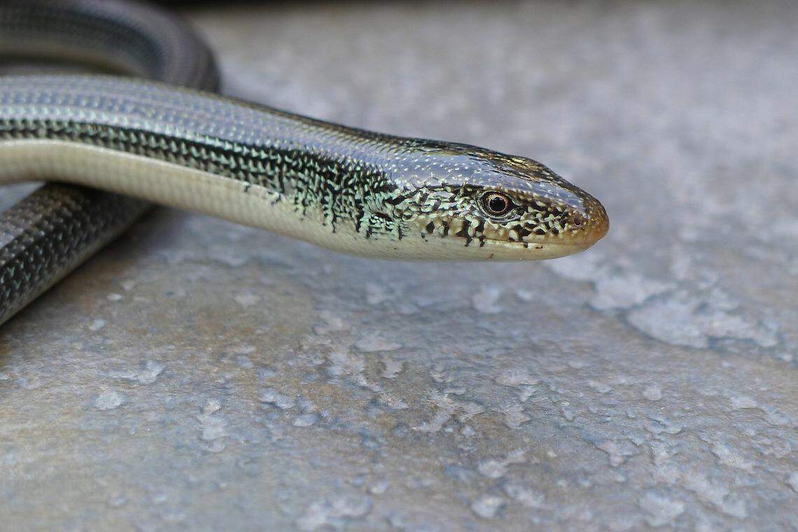 This rare legless lizard, often confused for a snake, seeks endangered ...