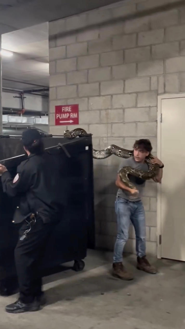 Wild moment reptile wrangler casually captures 20-foot python from Los Angeles dumpster