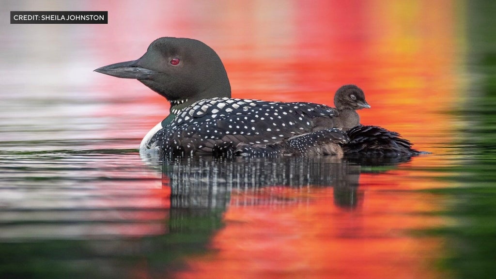 The "Loon Lady" on a mission to protect Minnesota's state bird: "We ...