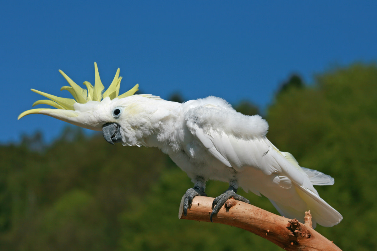 Showstopping Cockatoo Steals Spotlight With Epic Table Dance for Party ...