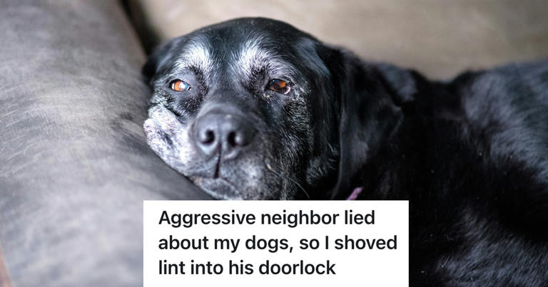 His Old Dogs May Not Learn Any New Tricks, But He Has A Few Up His ...