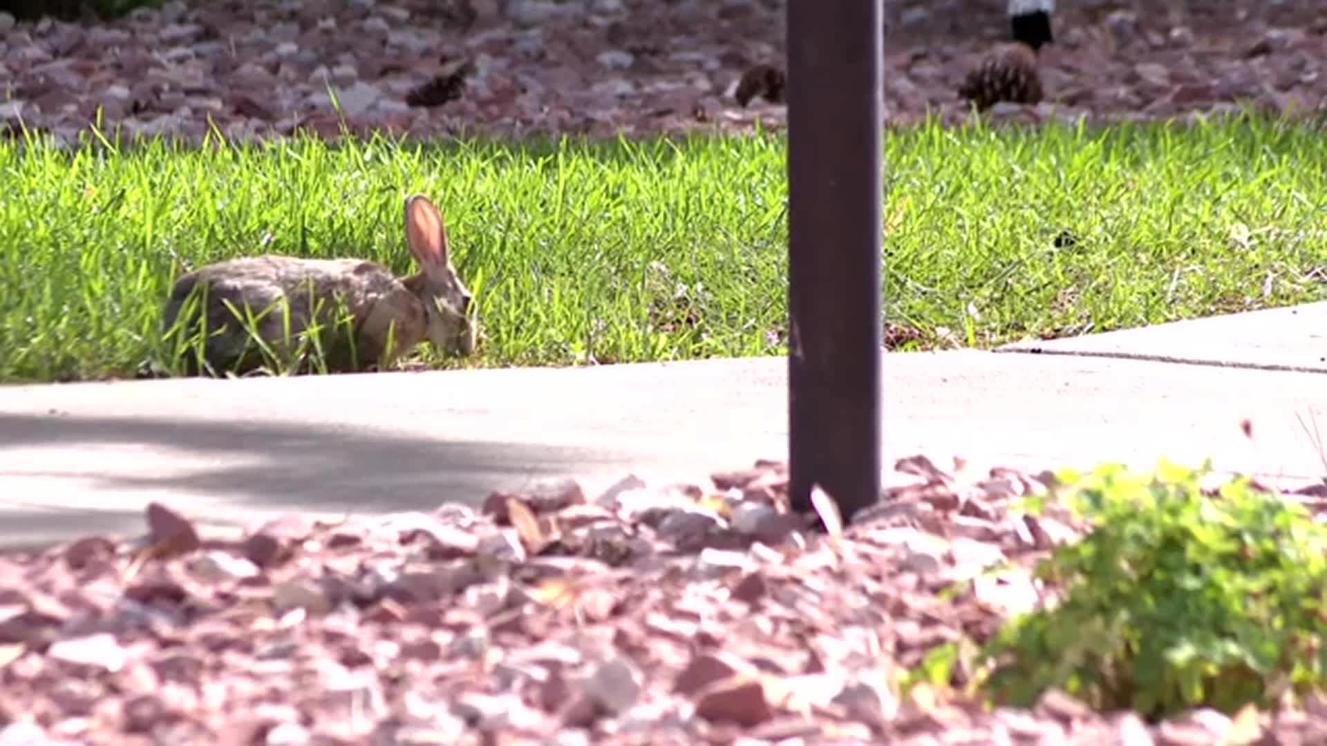 Rabbits show odd virus growths on their heads
