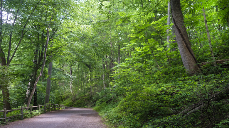 Philadelphia's Stunning Urban Park Features Epic Gorges, Lovely Forests ...