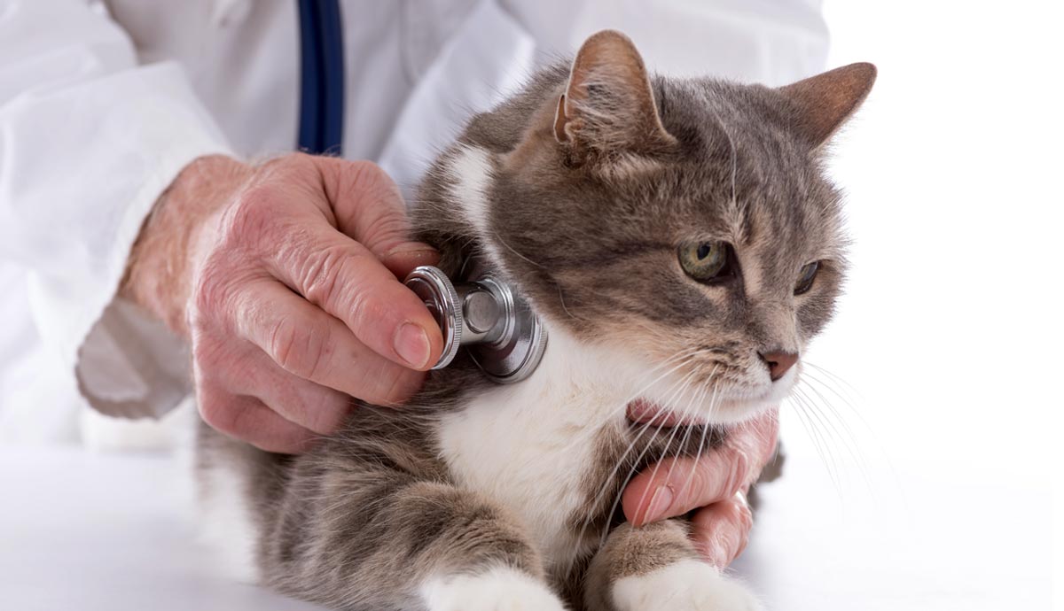 What is Polycystic Kidney Disease in Cats?