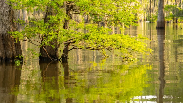 Louisiana's Largest River Swamp Hides A State Park With Miles Of ...