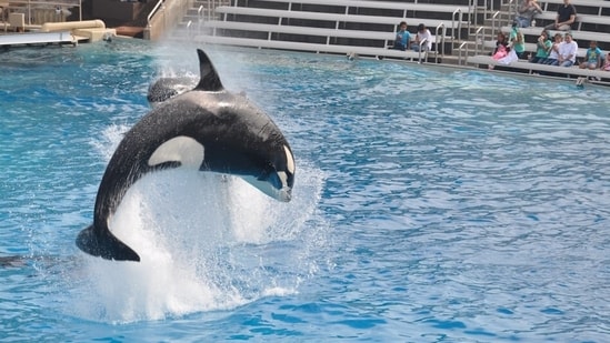 Jessica Radcliffe orca attack video: Killer whale clip fake, no trainer ...