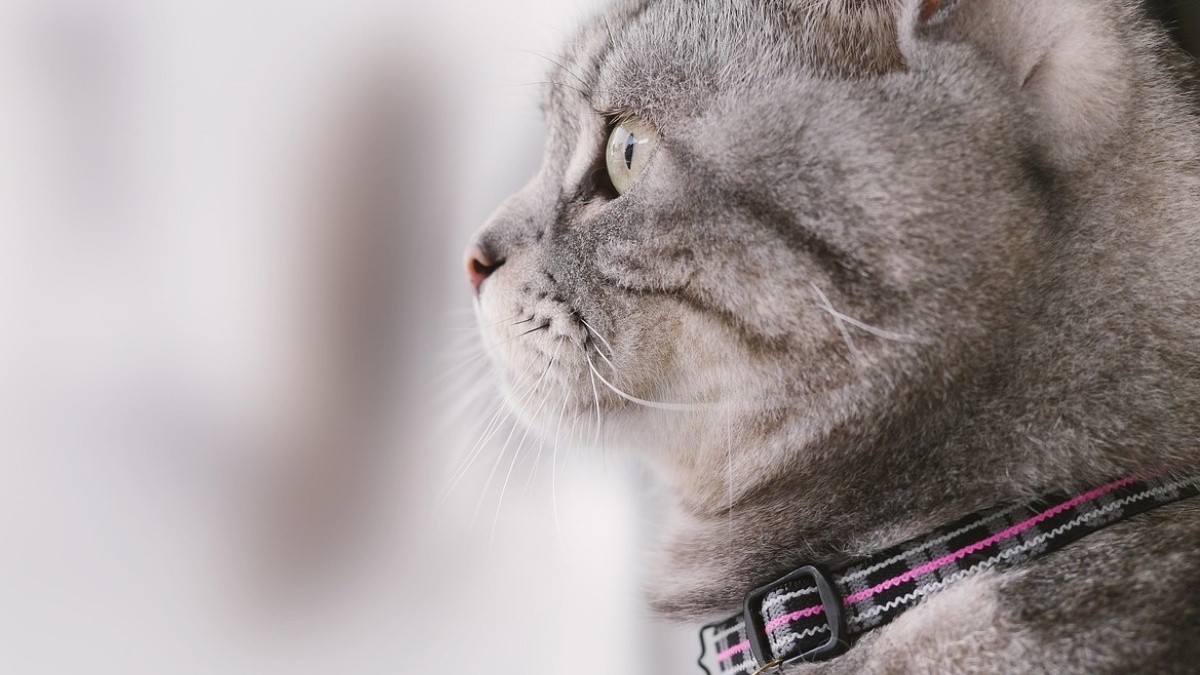 10 clear signs that you're making your cat so happy that he wants to ...