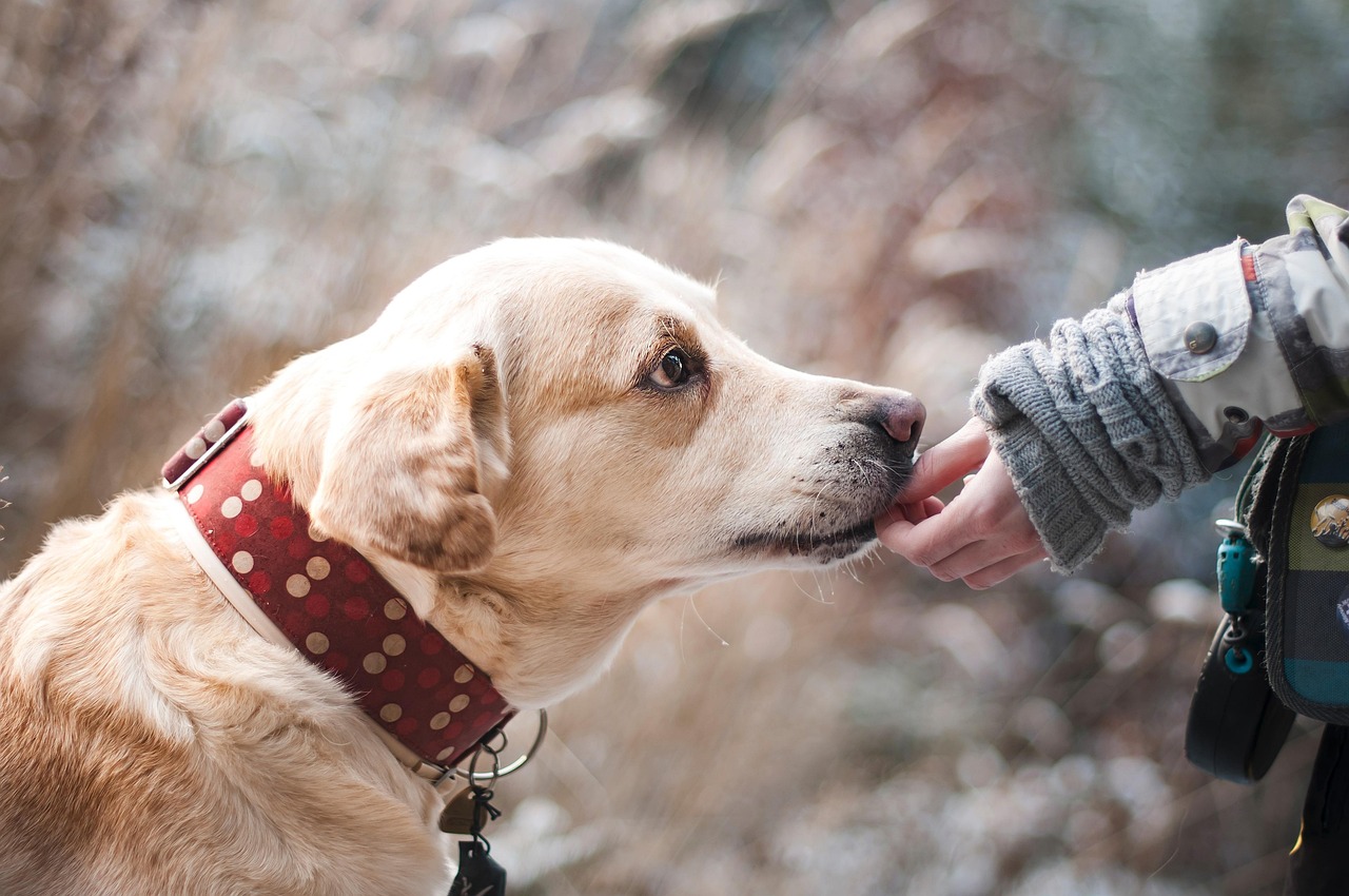 Why people are not afraid of cute pets