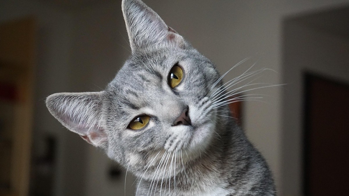 10 clear signs that you're making your cat so happy that he wants to ...